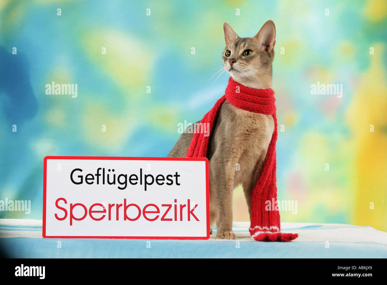 Abyssin cat hi-res stock photography and images - Alamy