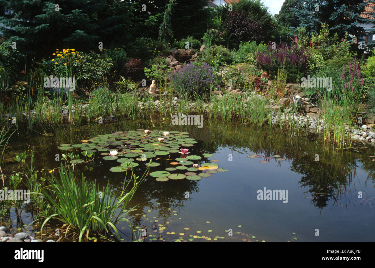 pond with water lilies Stock Photo - Alamy
