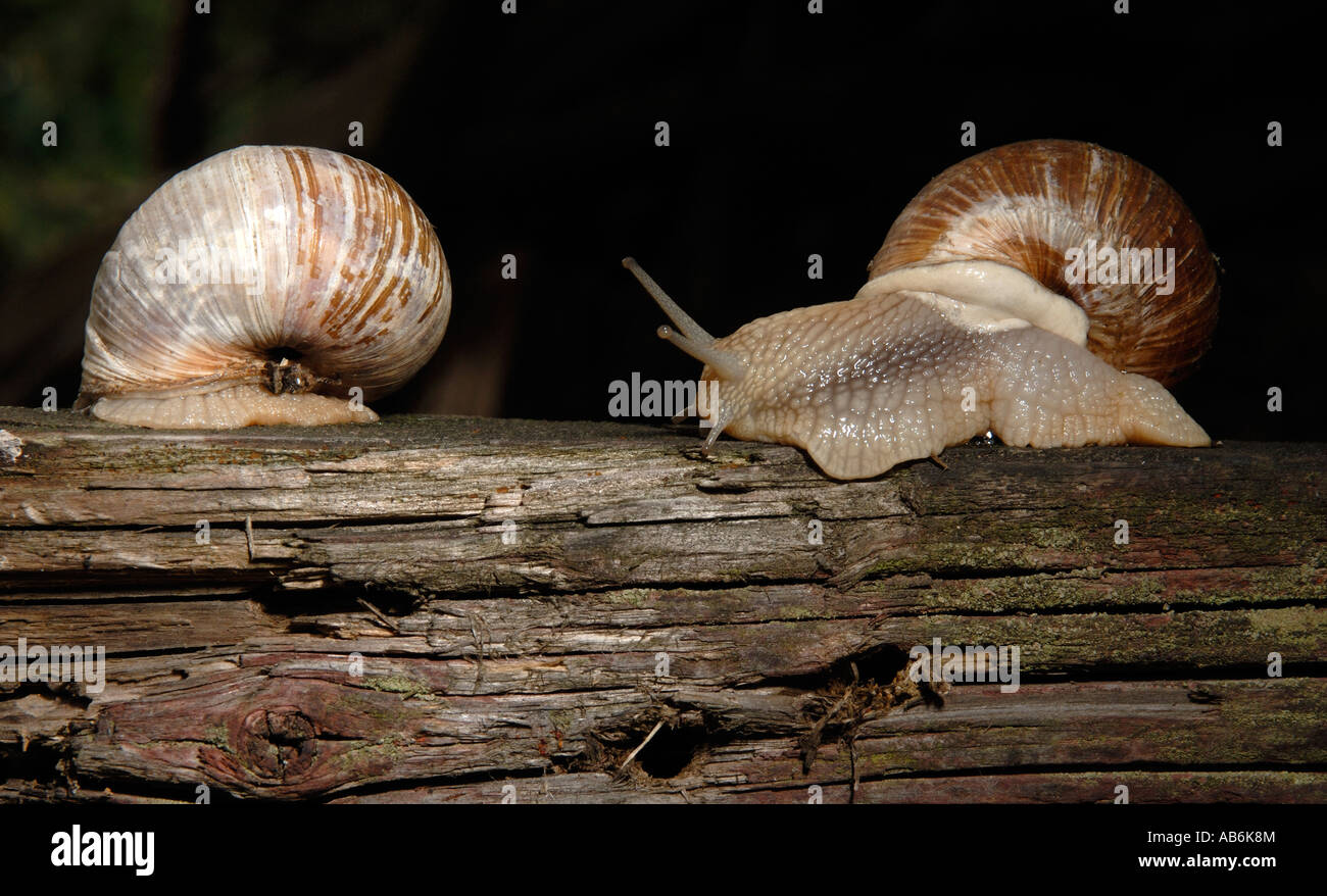 Helix aspersa Snail Europe garden Stock Photo - Alamy