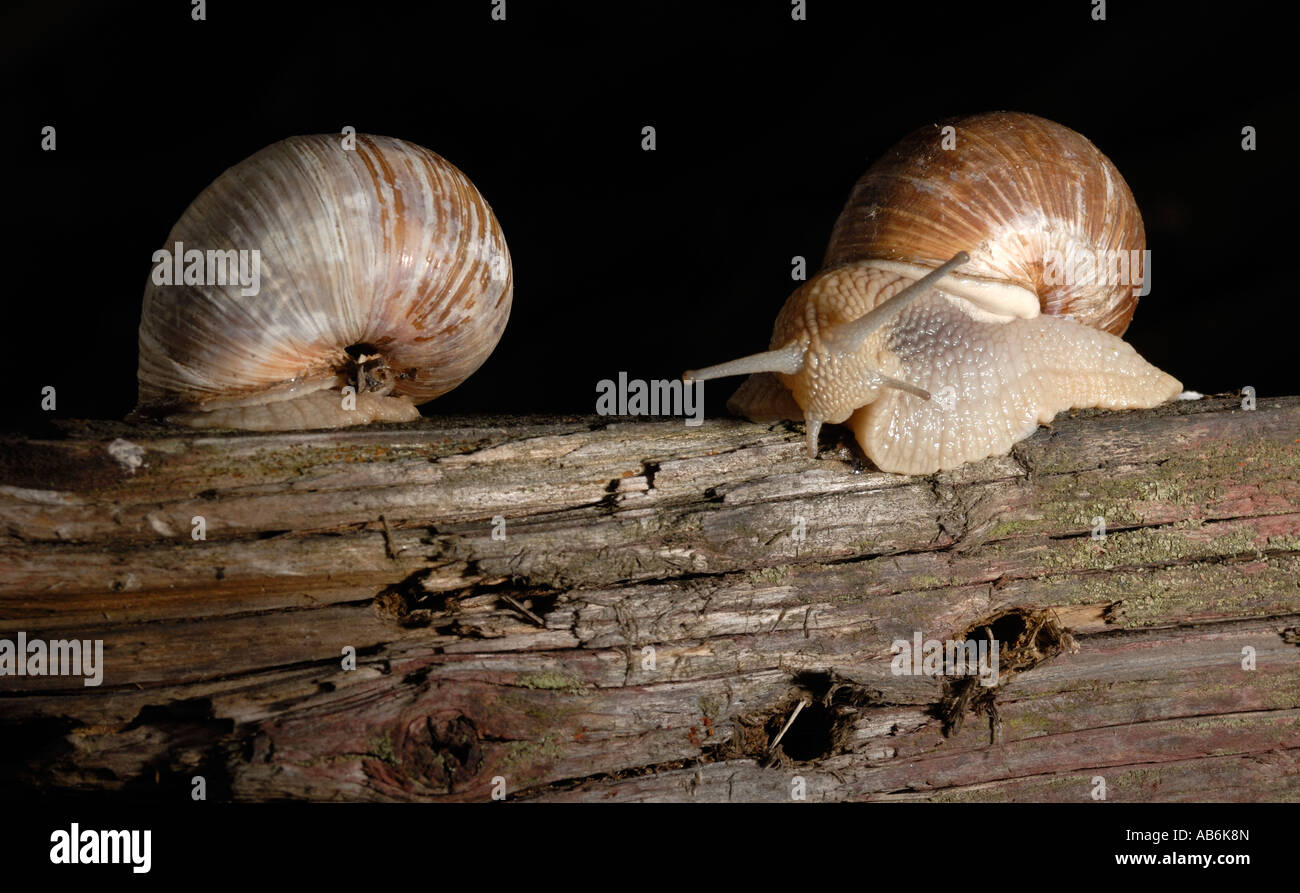 Helix aspersa Snail Europe garden Stock Photo - Alamy
