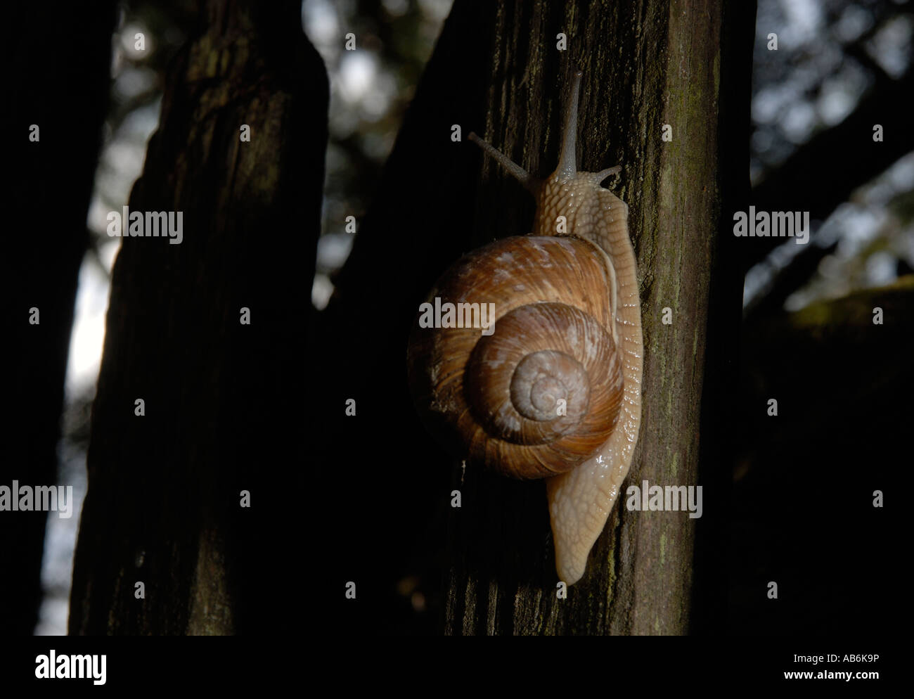 Helix aspersa Snail Europe garden Stock Photo - Alamy