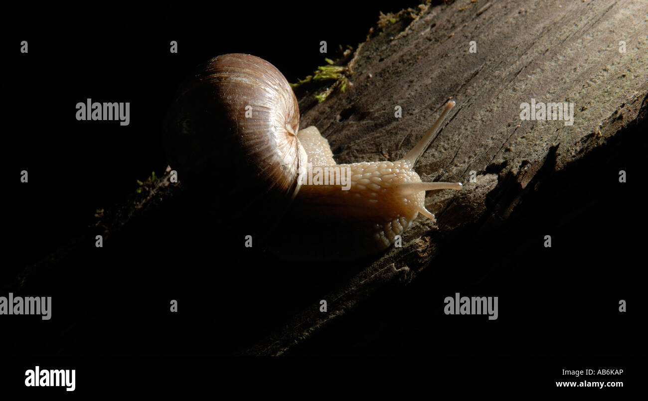 Helix aspersa Snail Europe garden Stock Photo - Alamy