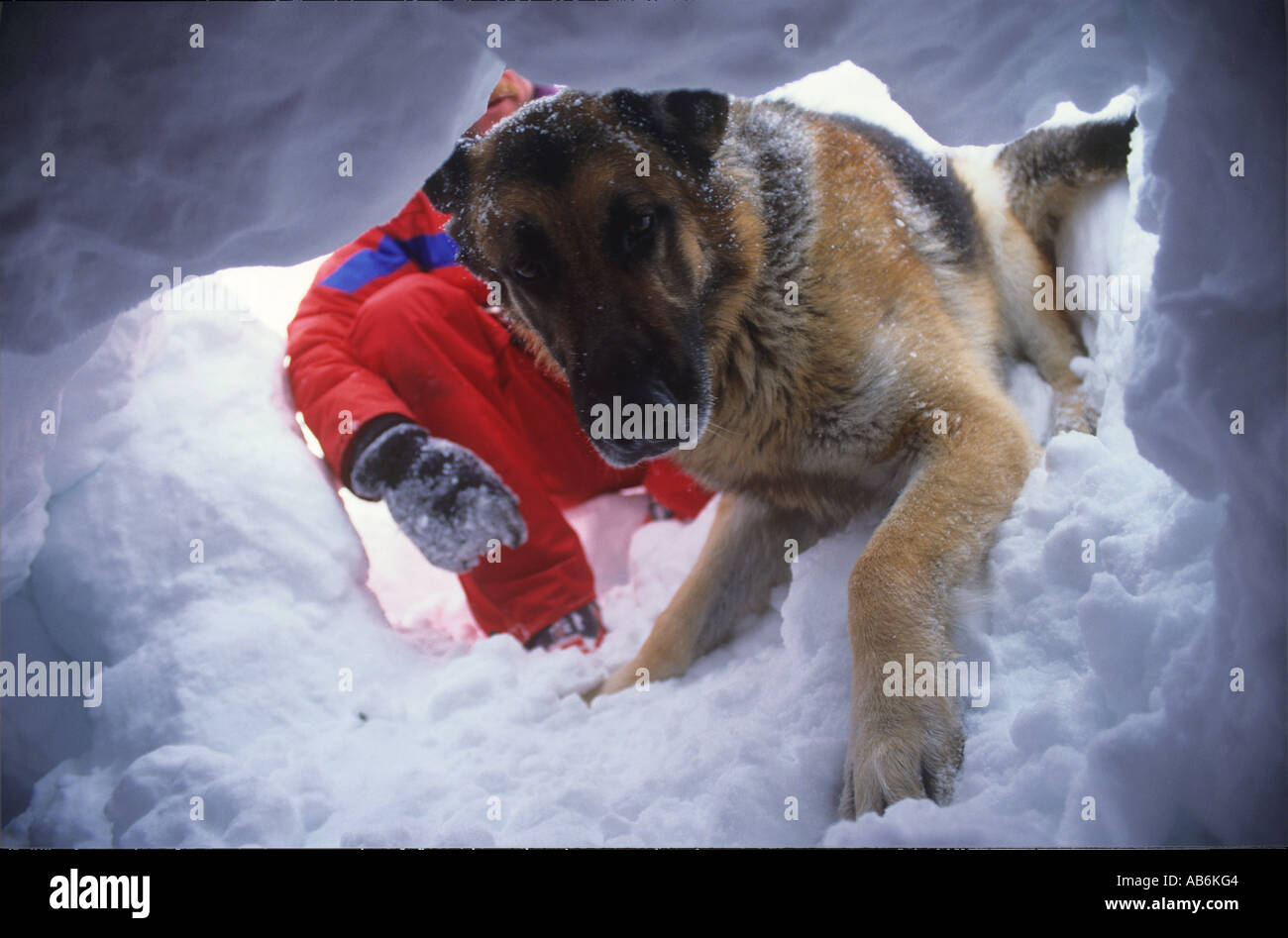 Search And Rescue Dogs Snow