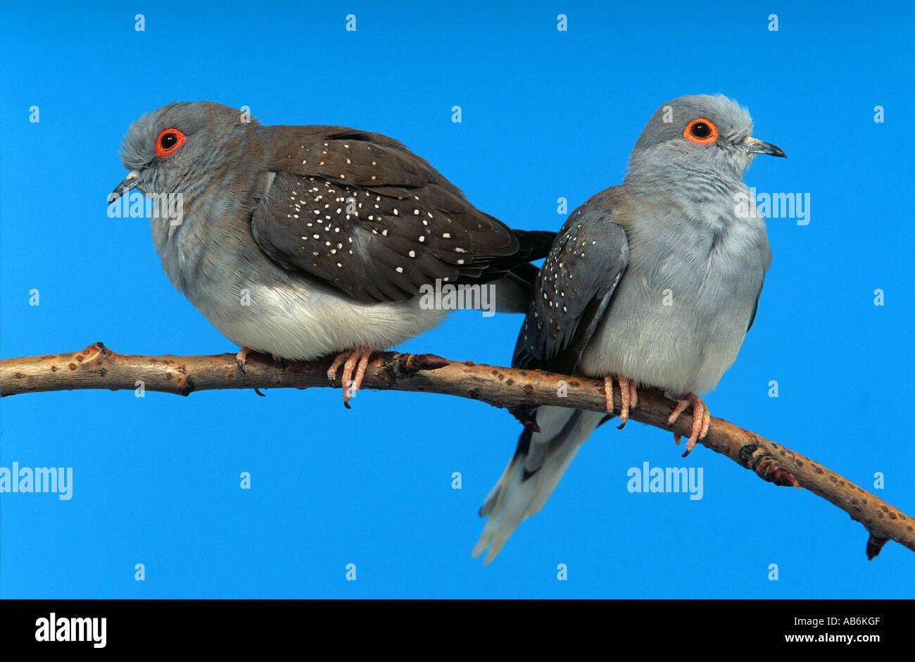 Diamond Doves Laying Eggs