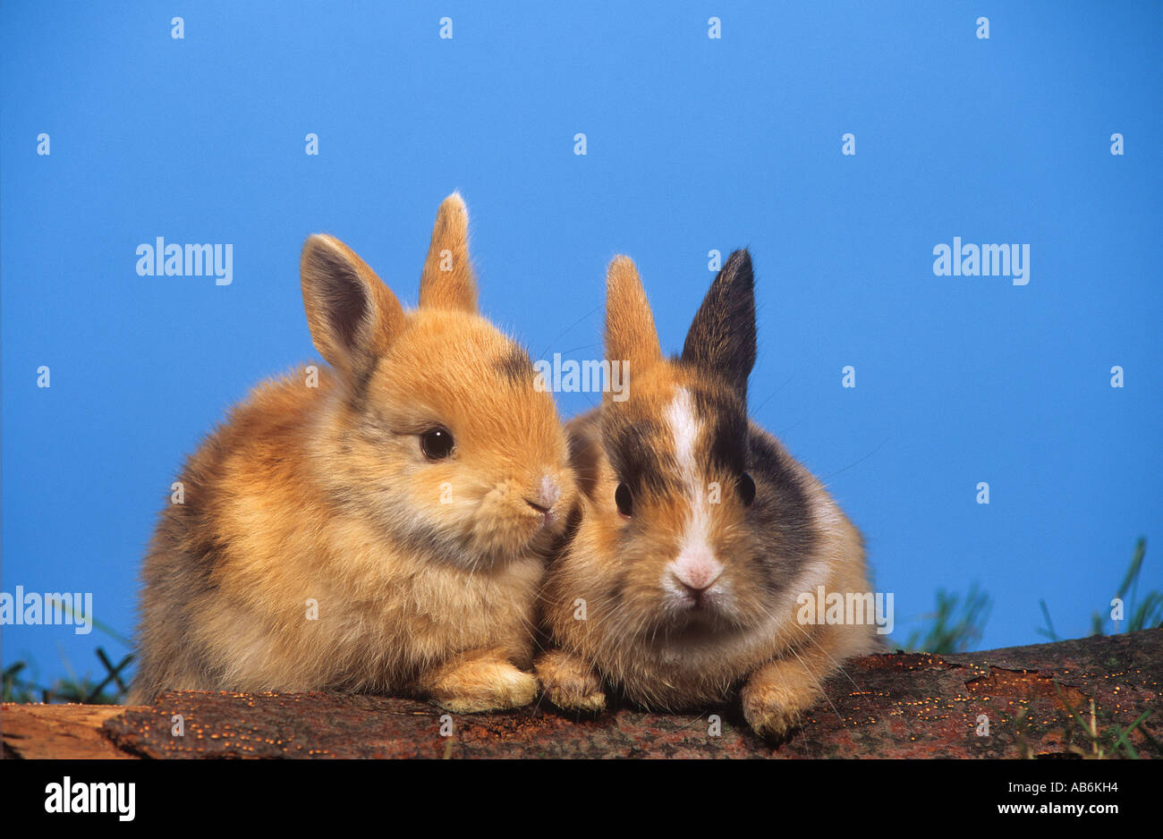 two young dwarf rabbits Stock Photo - Alamy