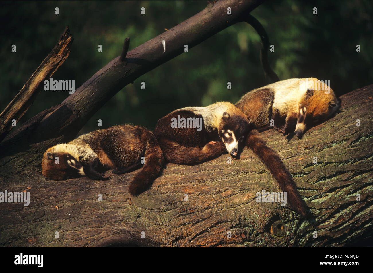 Pizote, White-nosed Coati, Antoon (Nasua narica). Three individual ...