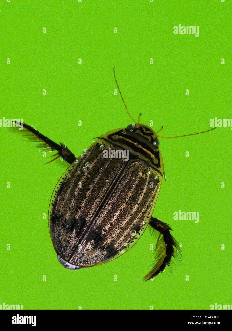 Dytiscidae hi-res stock photography and images - Alamy