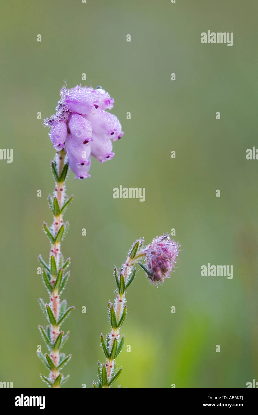 Cross-leaved heath (Erica tetralix) heather with diffuse green ...