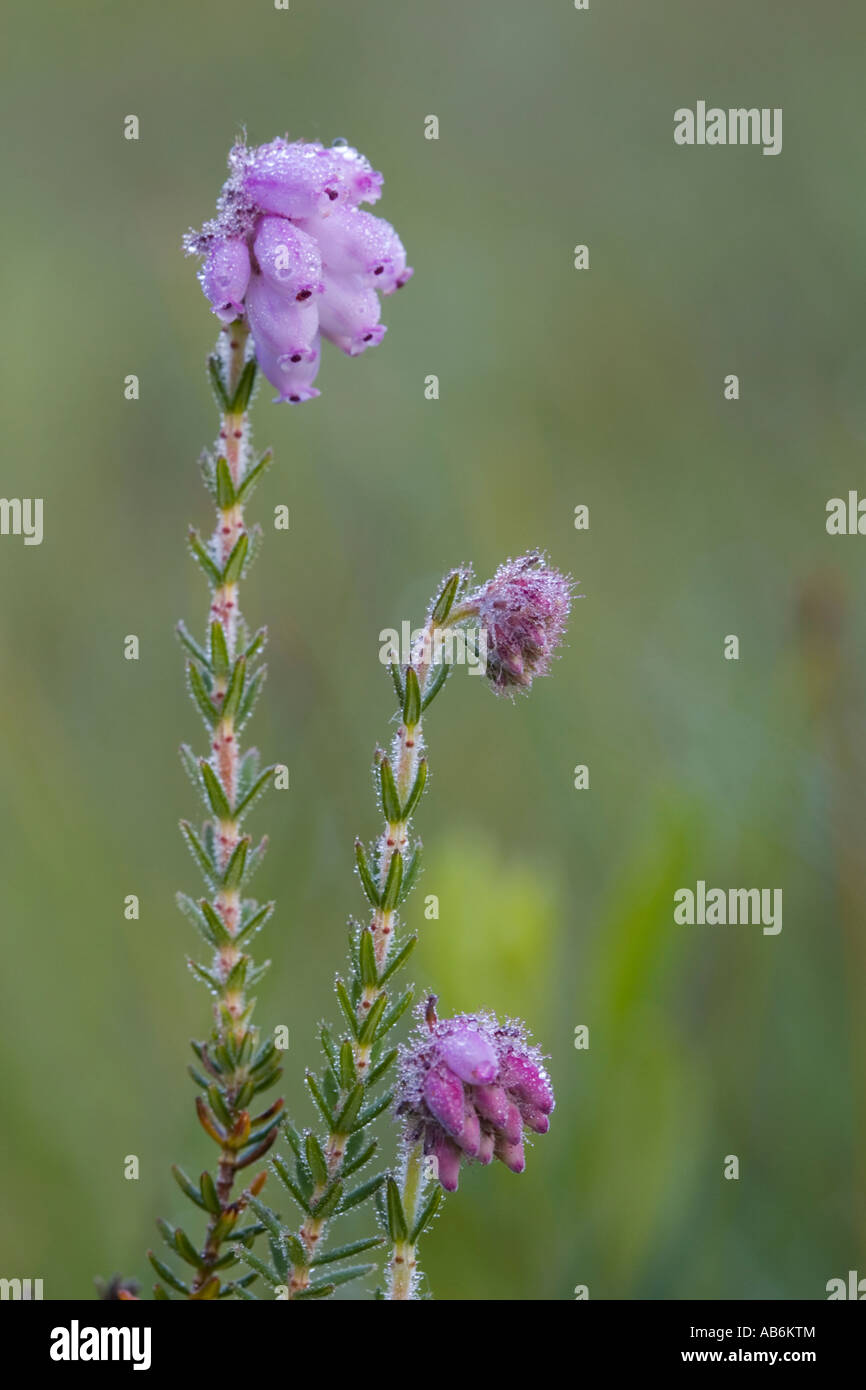 Cross-leaved heath (Erica tetralix) heather Stock Photo - Alamy