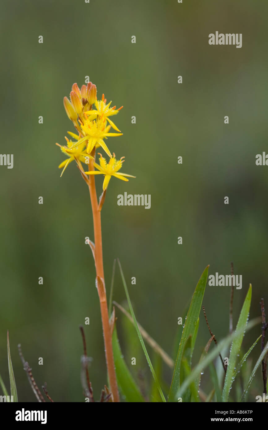 Bog Asphodel (Narthecium ossifragum) with diffuse green background ...