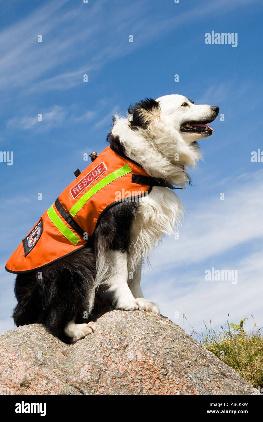 Sarda dog hi-res stock photography and images - Alamy