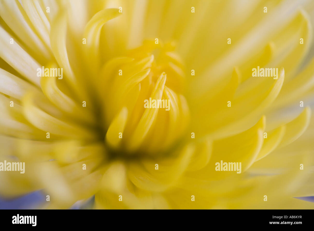 Yellow chrysanthemum flower Stock Photo - Alamy