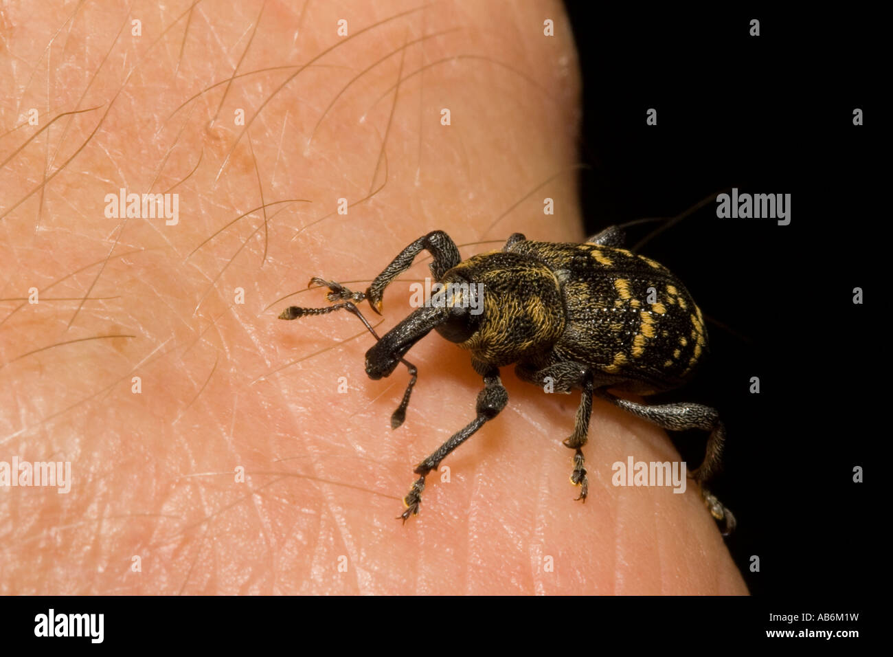 Beetle on hand Stock Photo - Alamy