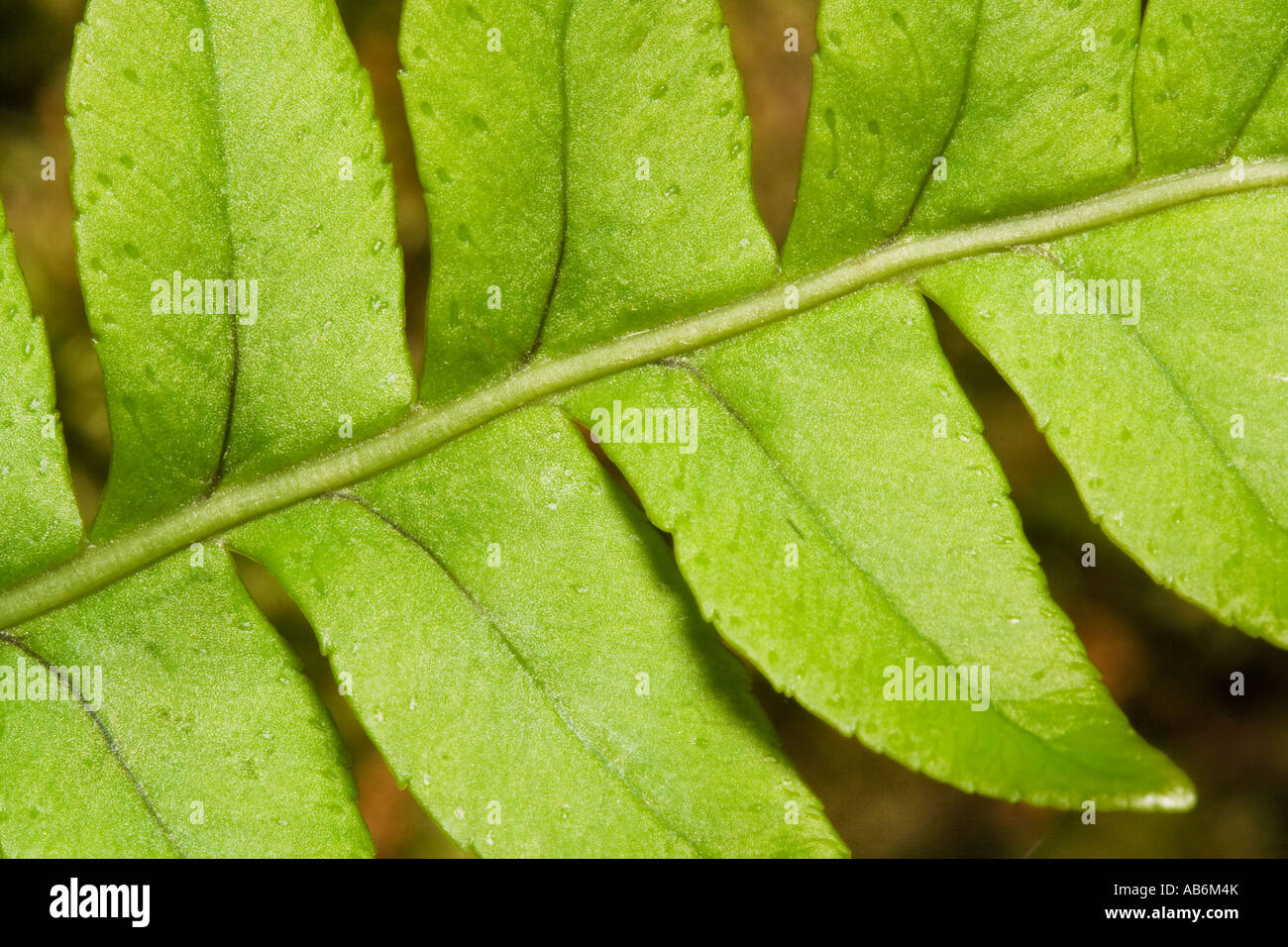 Close up of Common Polypody (Polypodium vulgare) fern Stock Photo - Alamy