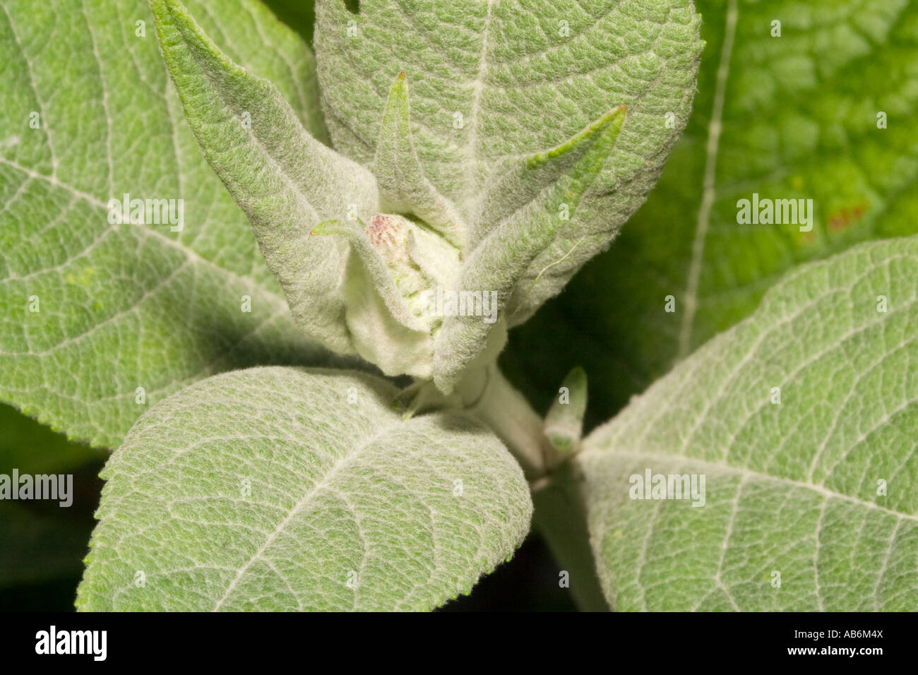 Close up of Buddleia davidii leaves Stock Photo - Alamy