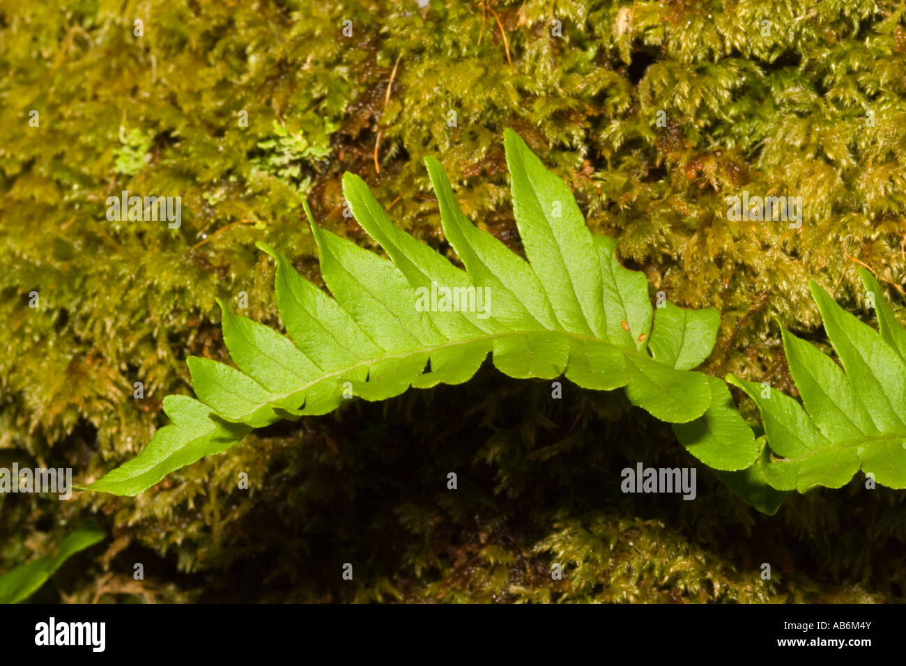Common Polypody (Polypodium vulgare) fern on moss covered tree trunk ...