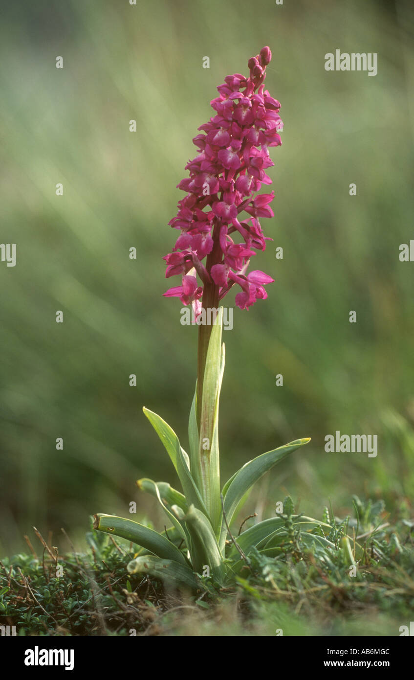 Early Purple Orchid Orchis mascula, plant in flower Pecos de Europa ...
