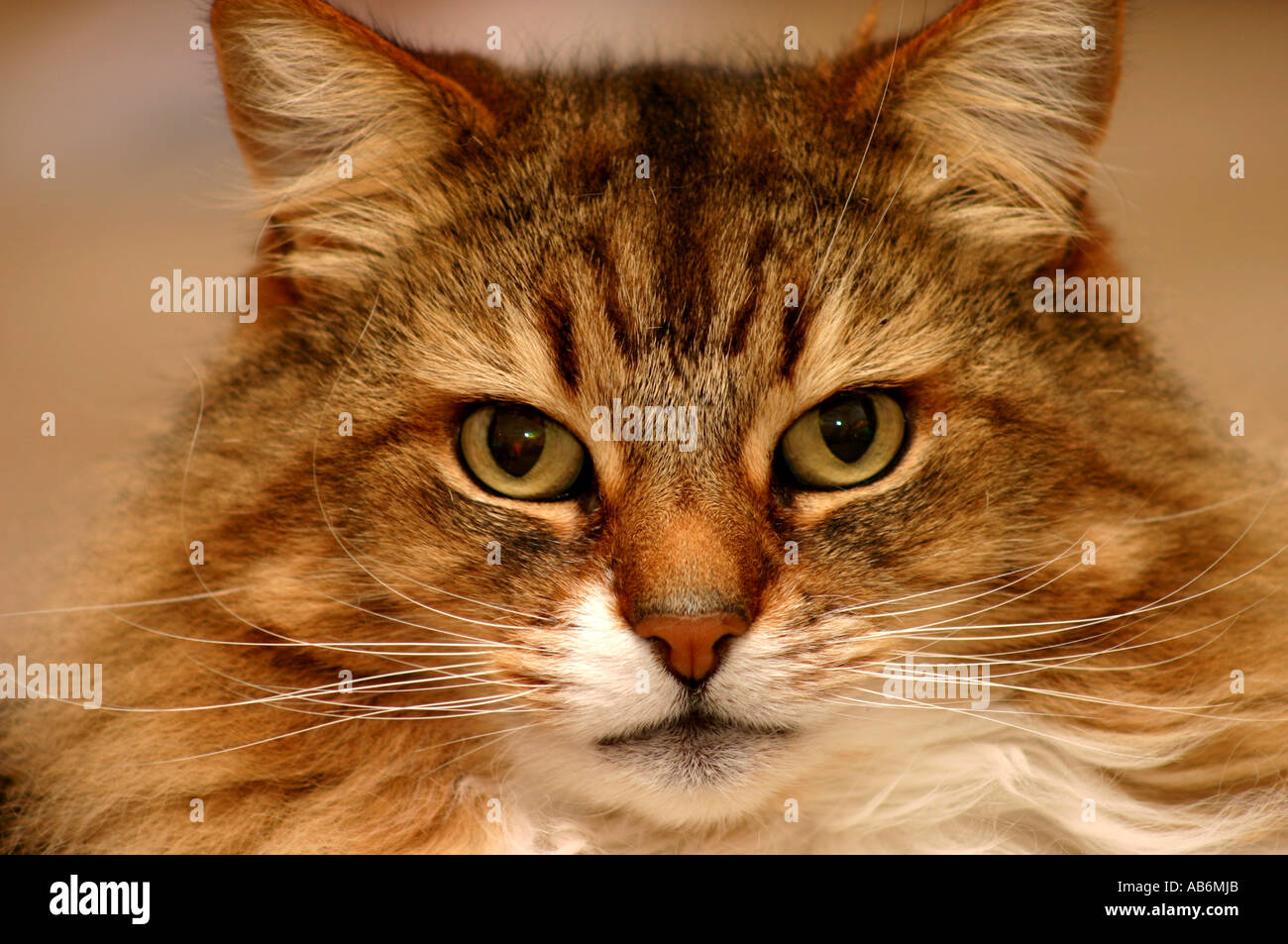 Tigger cat hi-res stock photography and images - Alamy