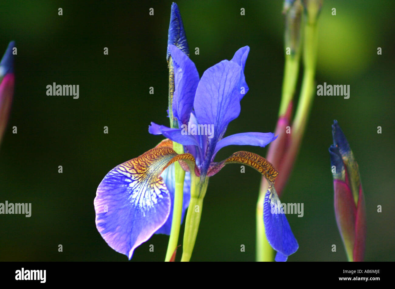 Translucent iris flower hi-res stock photography and images - Alamy