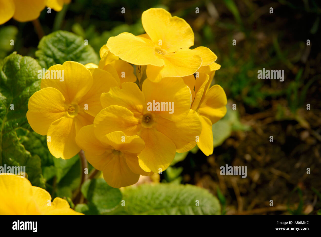 Perfumed trees hi-res stock photography and images - Alamy