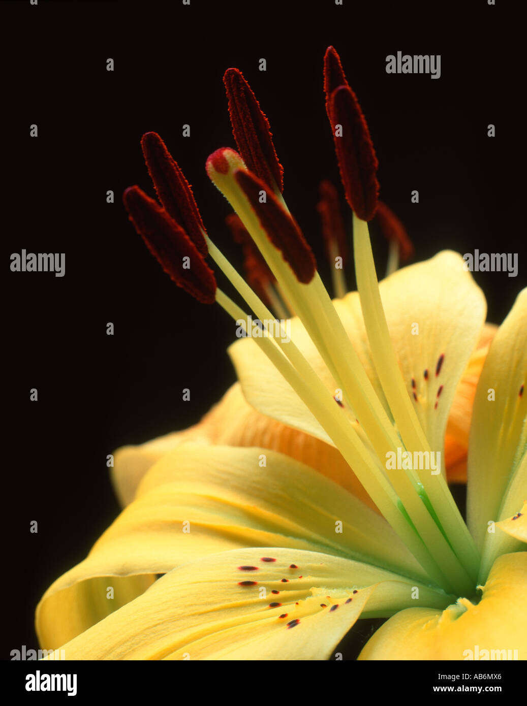 Yellow Asiatic lily liliaceae Lilium Stock Photo - Alamy