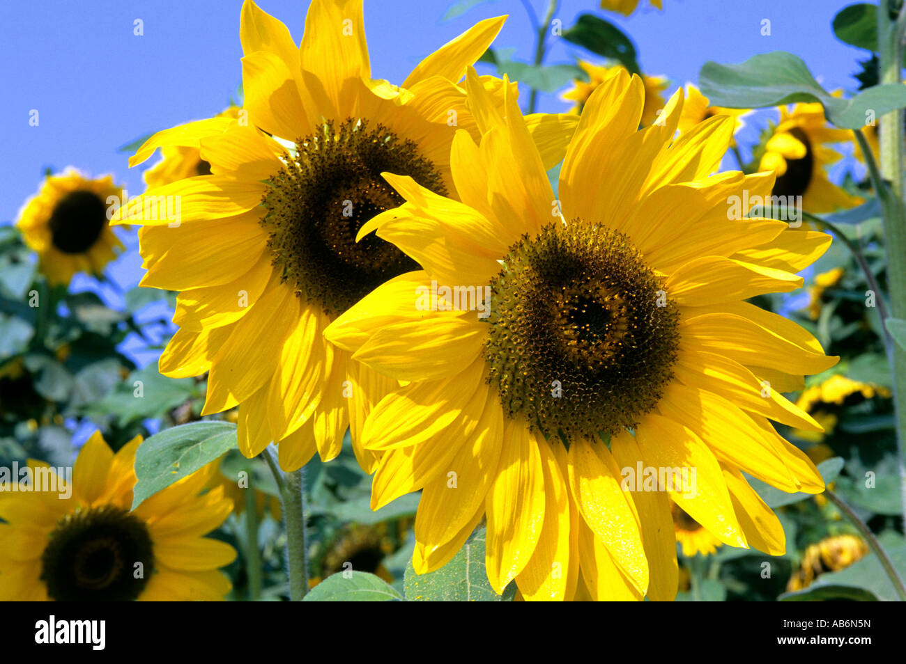 Sunflowers field, Kansas, USA North America Stock Photo - Alamy