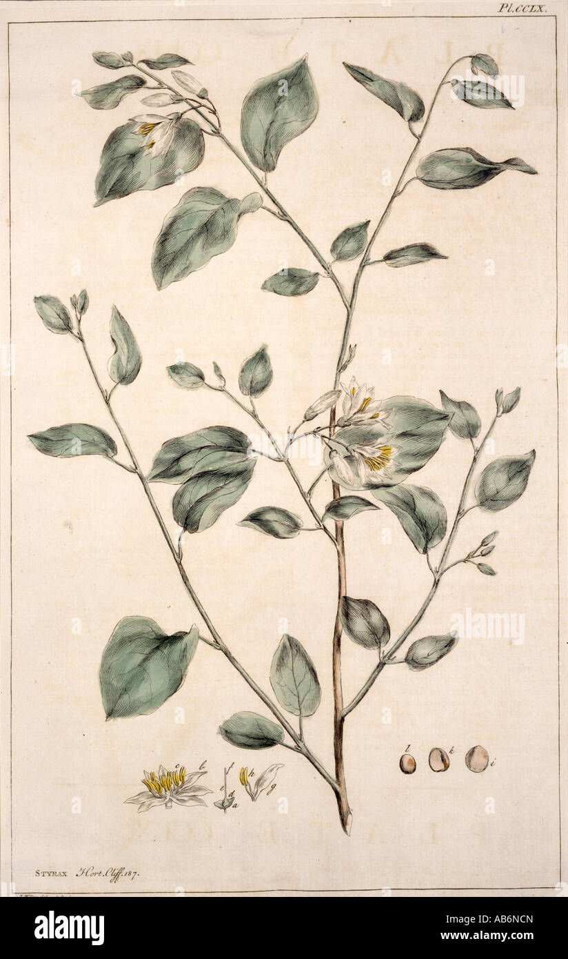 Styrax benzoin gum benjamin Stock Photo - Alamy