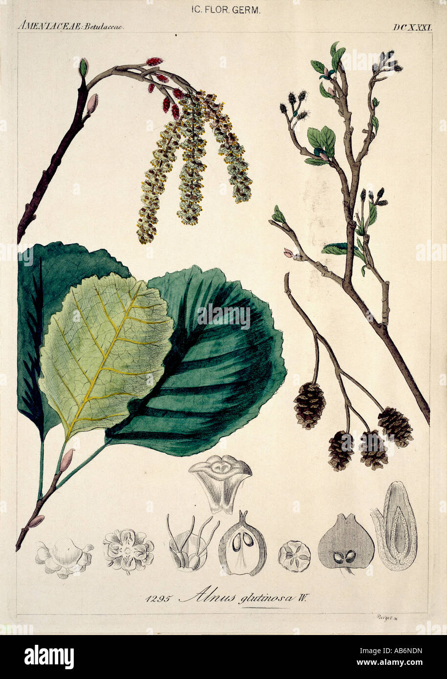 Alnus glutinosa botanical illustration hi-res stock photography and ...