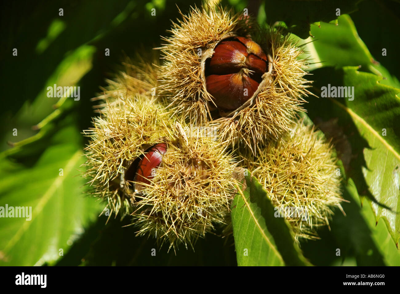 Chestnut trees - National Park Of Cevennes - Languedoc-Roussillon ...