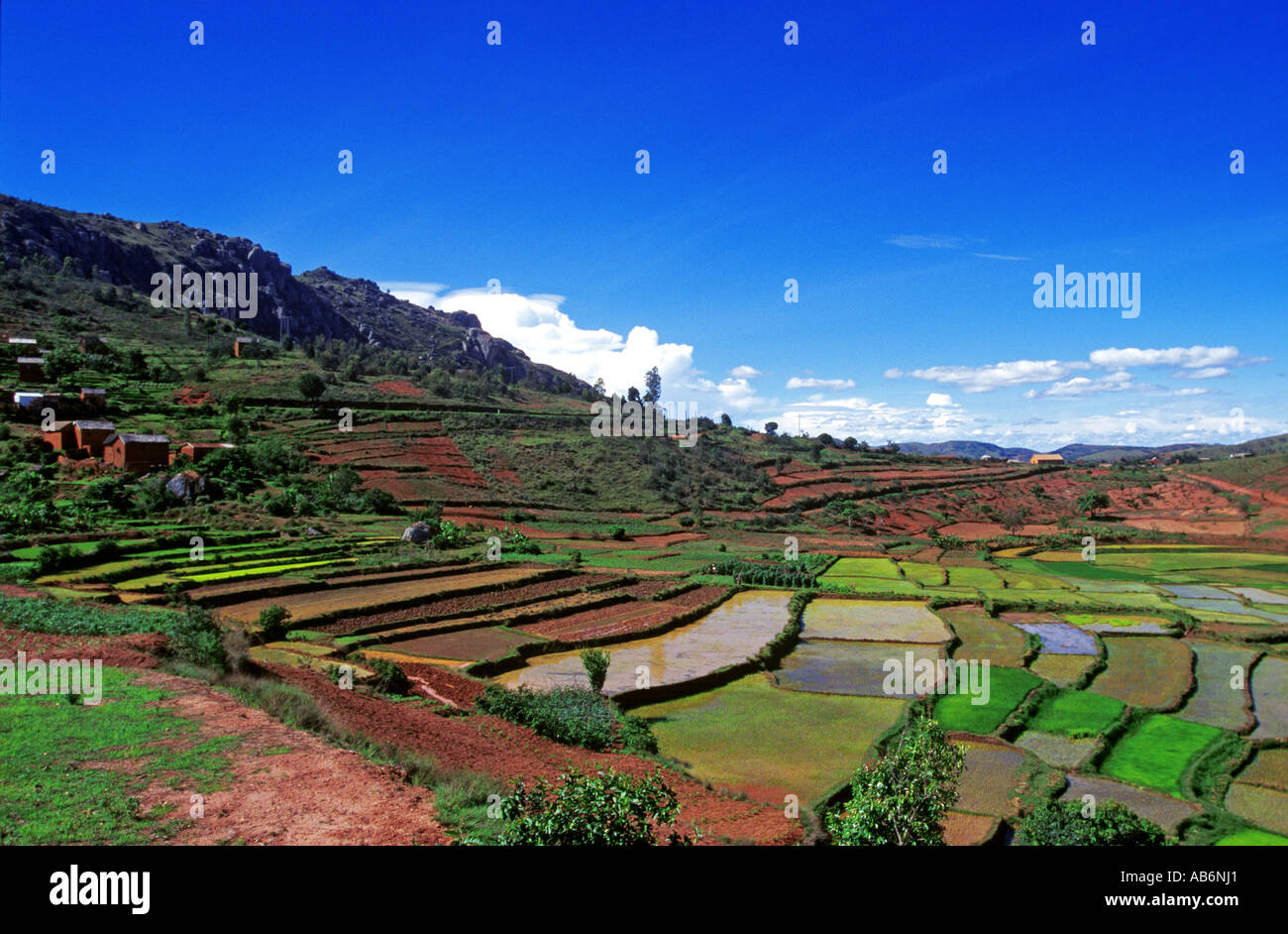 Madagascar, rice plantation Stock Photo - Alamy