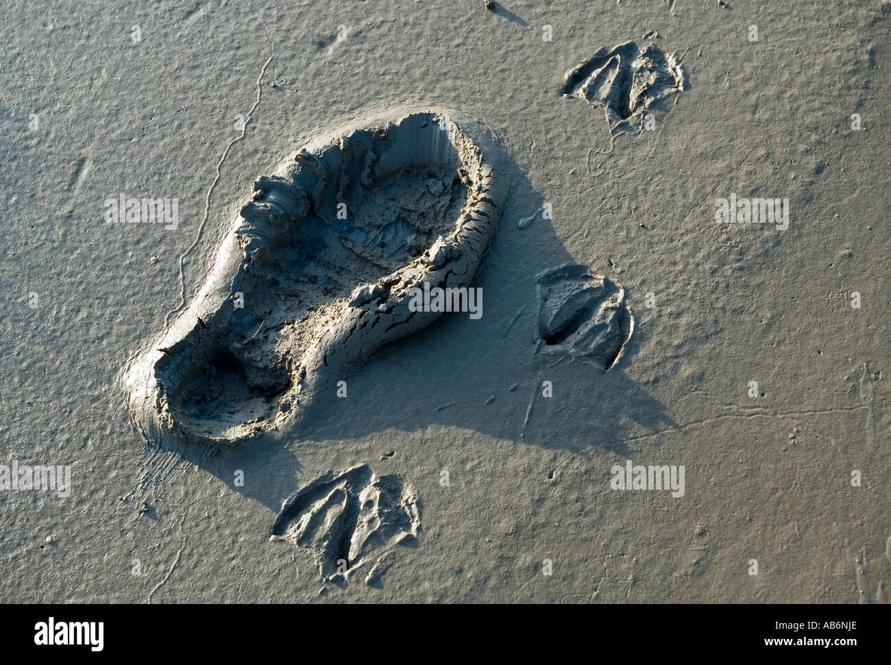 Muddy human footprints hi-res stock photography and images - Alamy