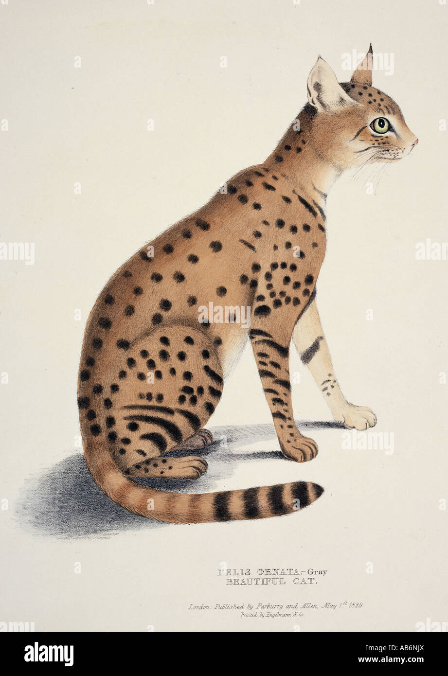 Asian wildcat felis silvestris ornata hi-res stock photography and ...