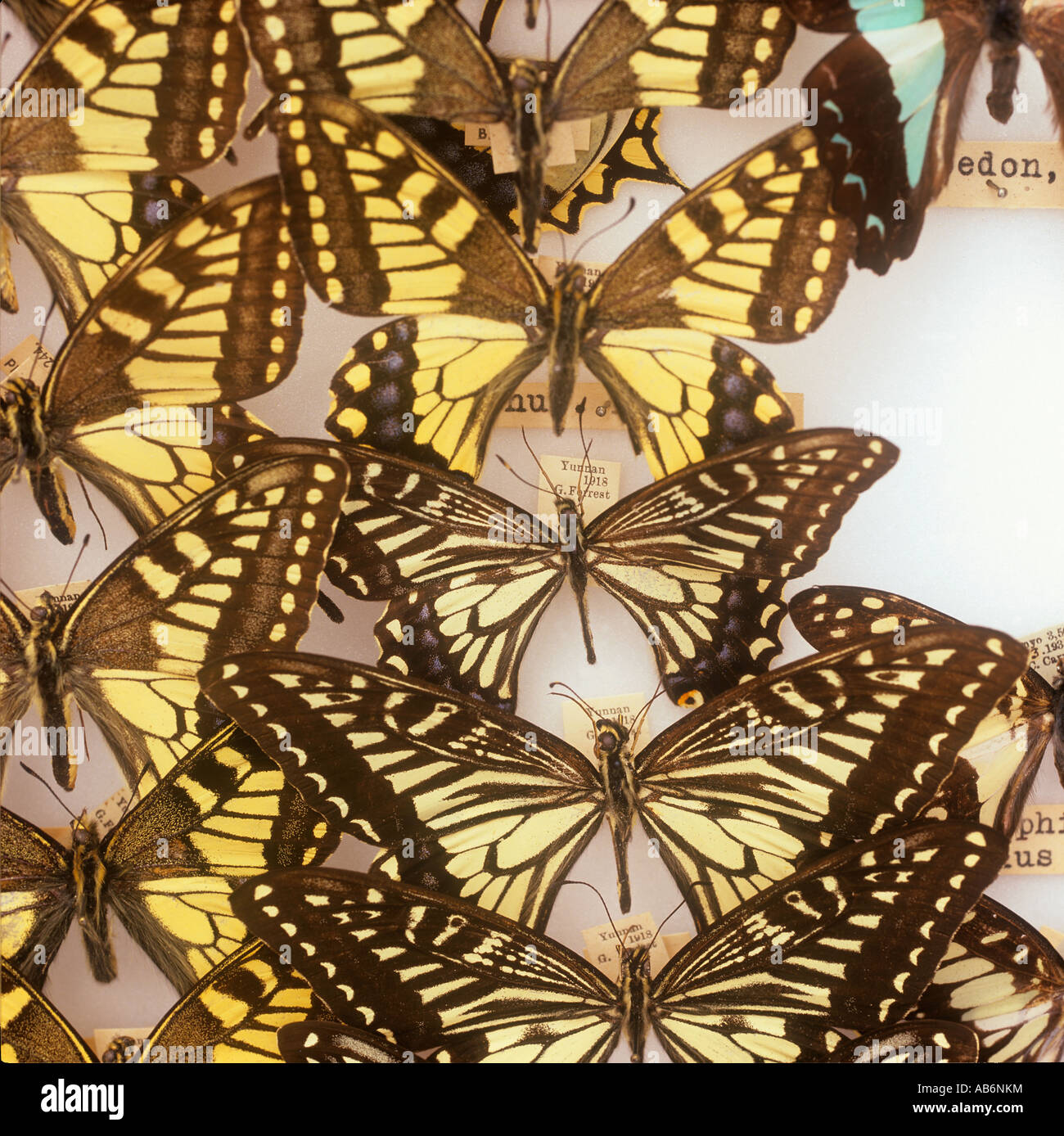Butterflies on display Stock Photo - Alamy