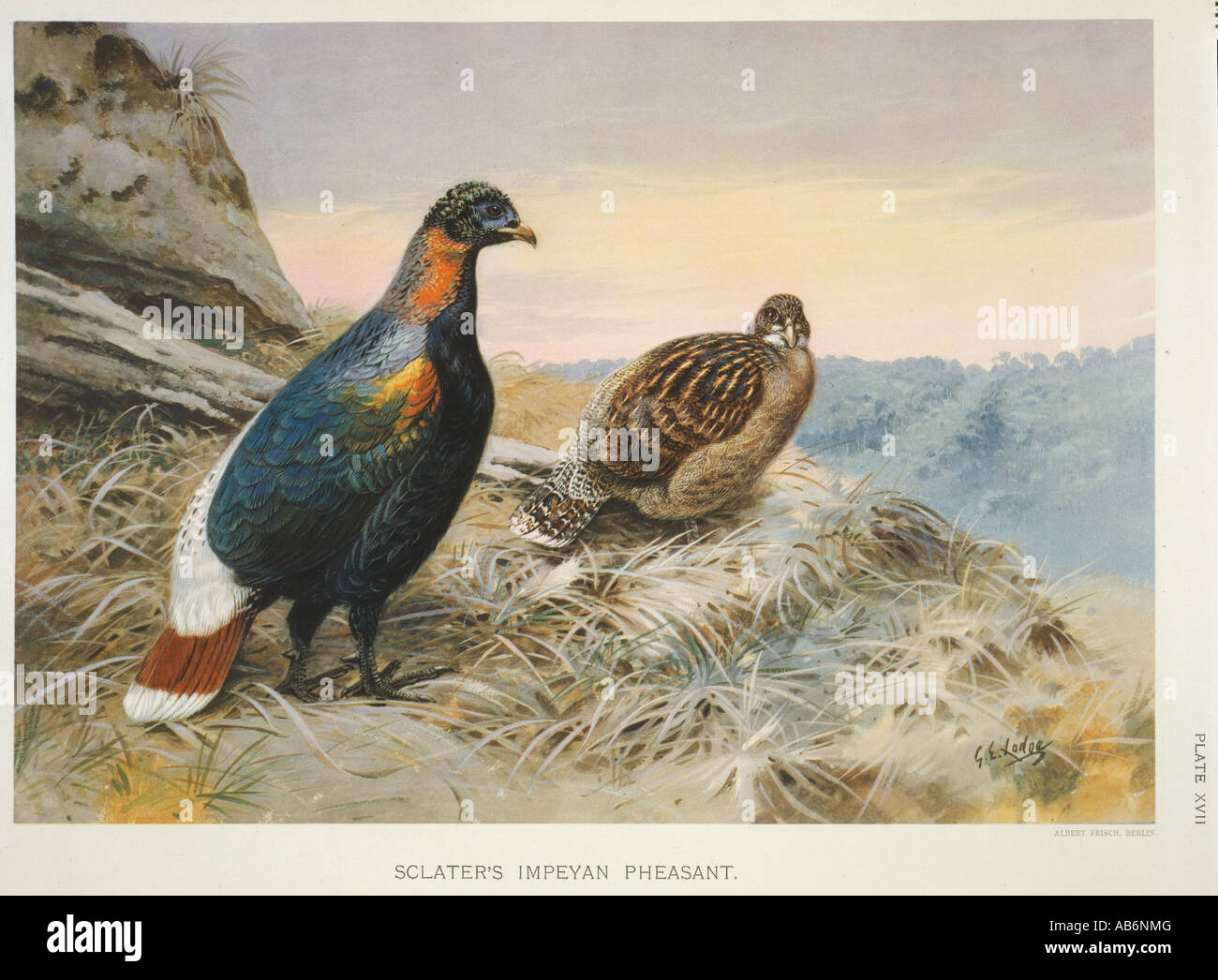 Lophophorus sclateri sclaters monal hi-res stock photography and images ...