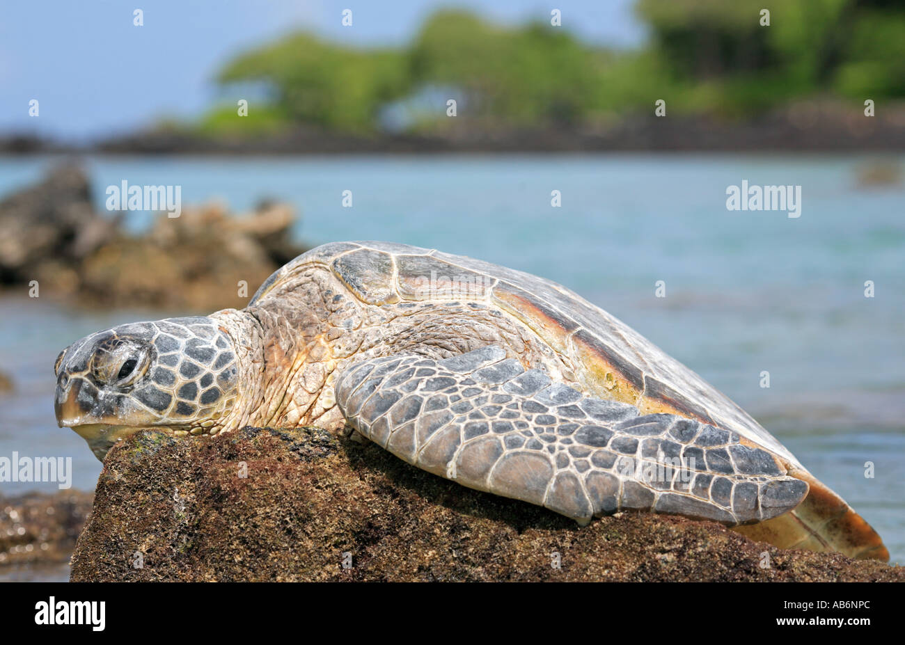 A sea turtle relaxing near the Waikoloa shore of Big Island, Hawaii ...