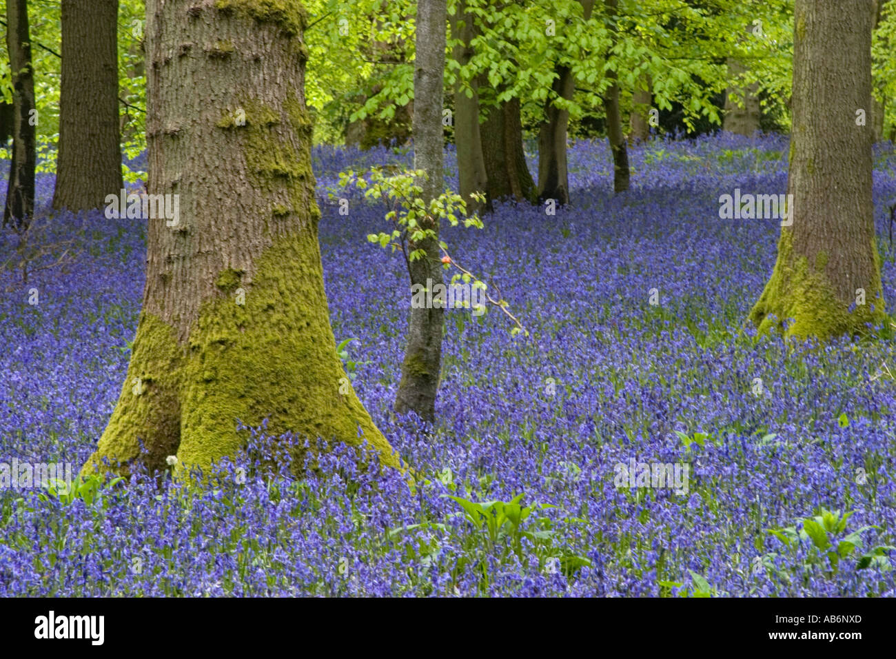 Bluebells and beech trees Forest of Dean Stock Photo - Alamy