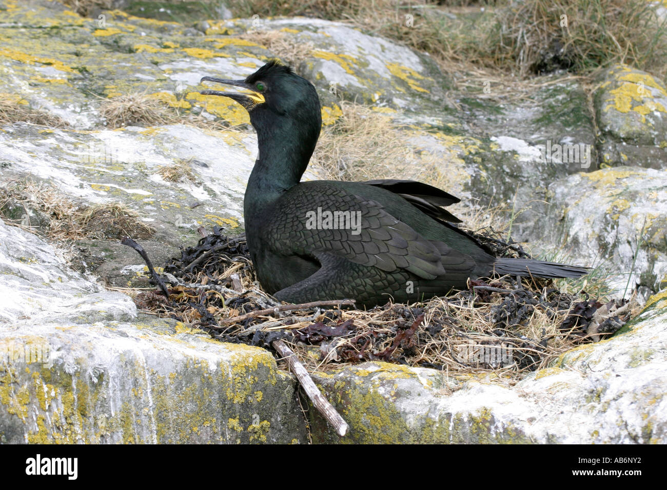 Shag at nest Stock Photo - Alamy