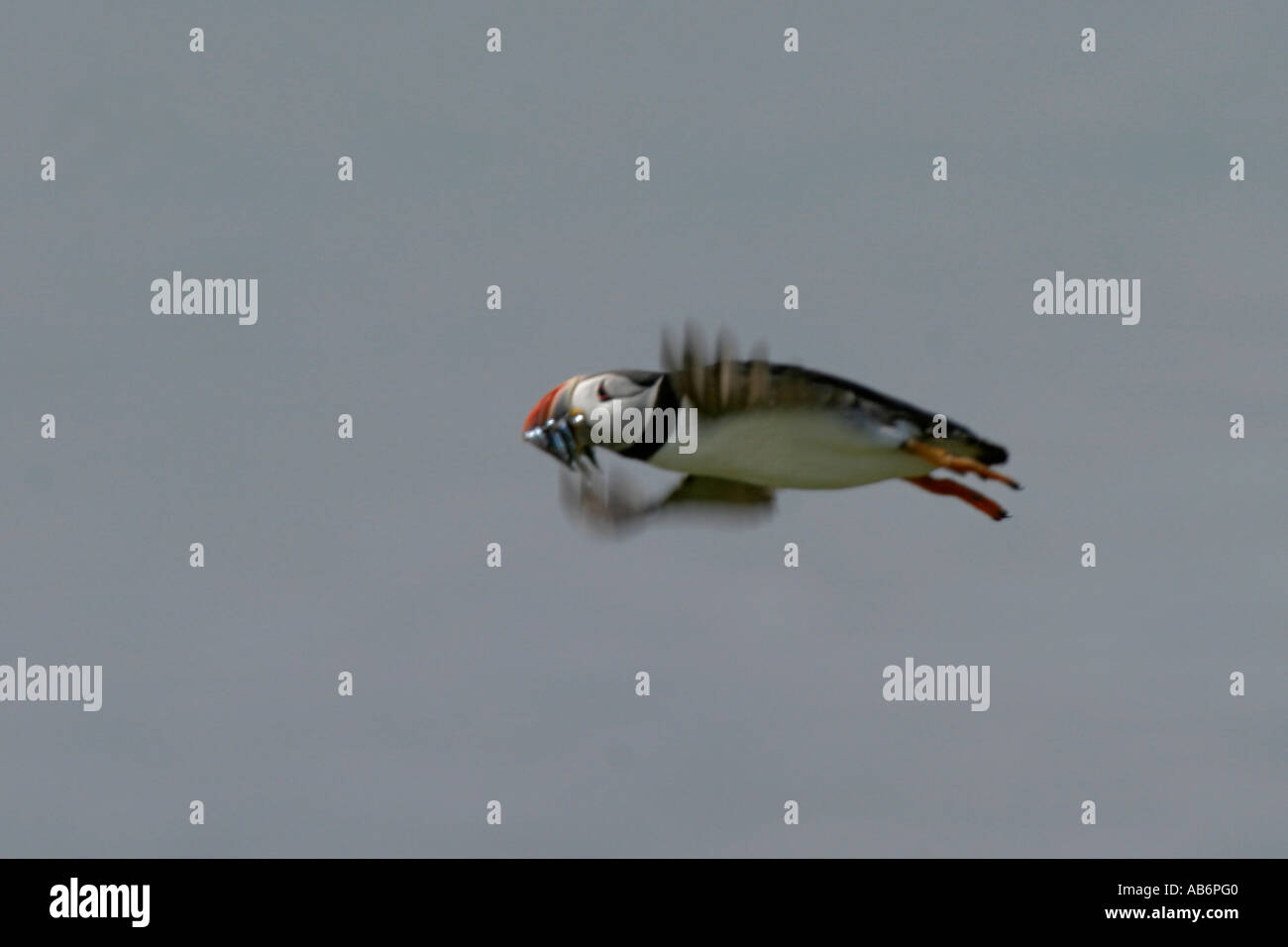 Puffin in flight Farnes Islands Stock Photo - Alamy