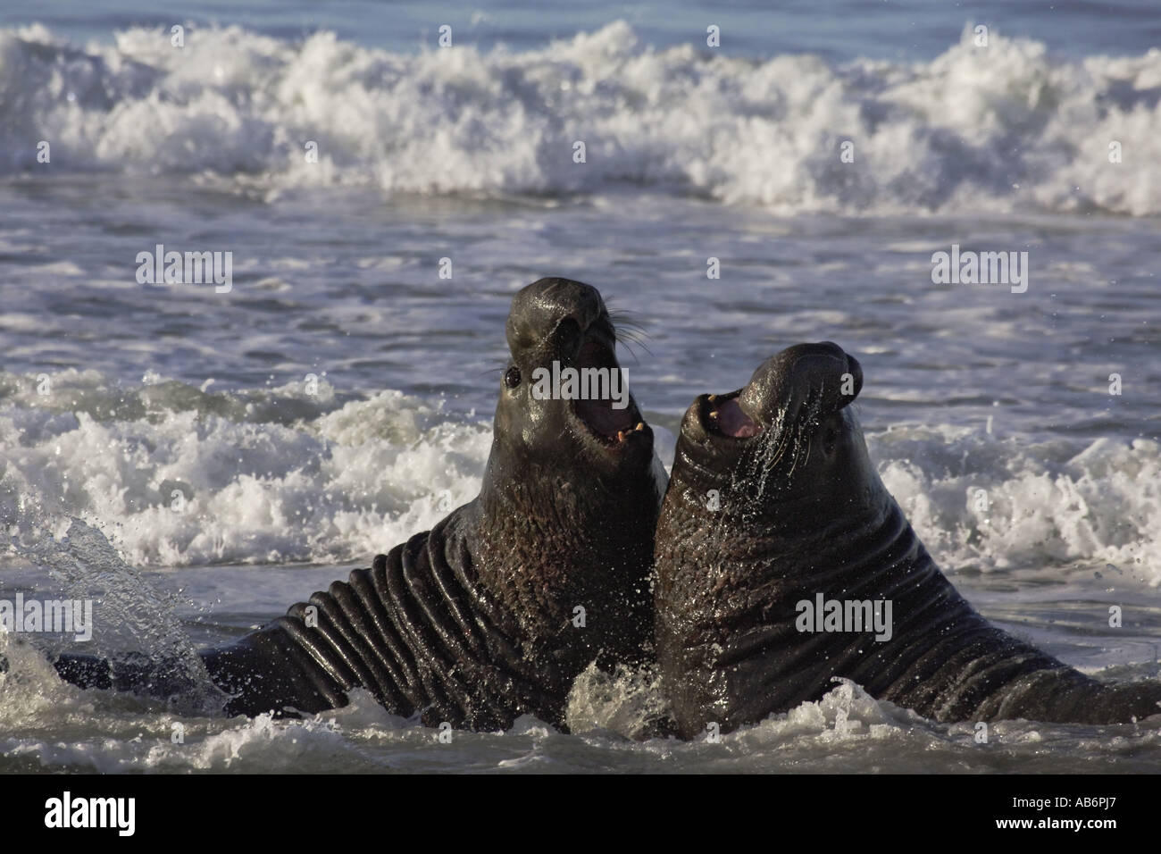 Northern Elephant Seal Noerdlicher See Elefant Mirounga angustirostris ...