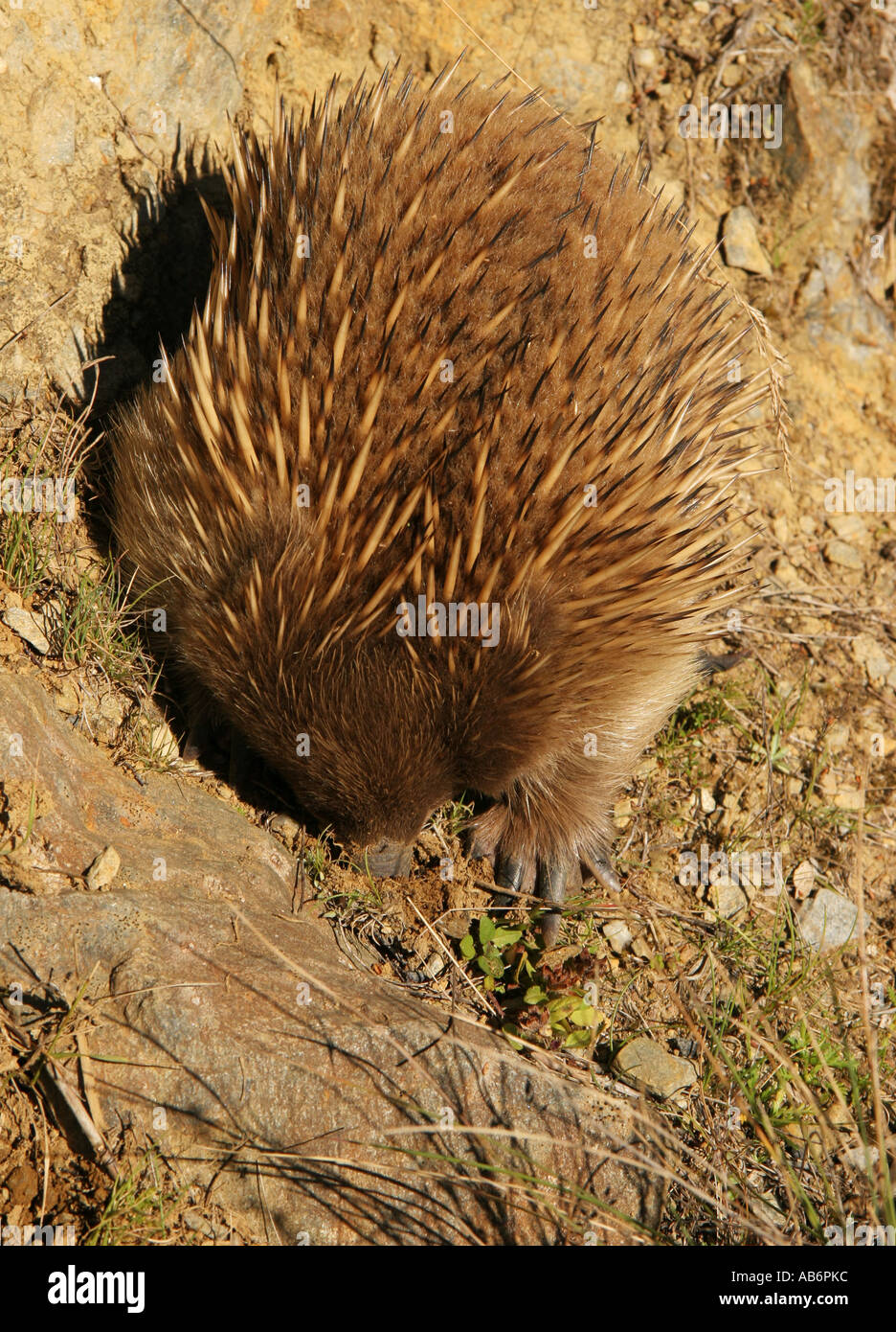 Long prickles hi-res stock photography and images - Alamy