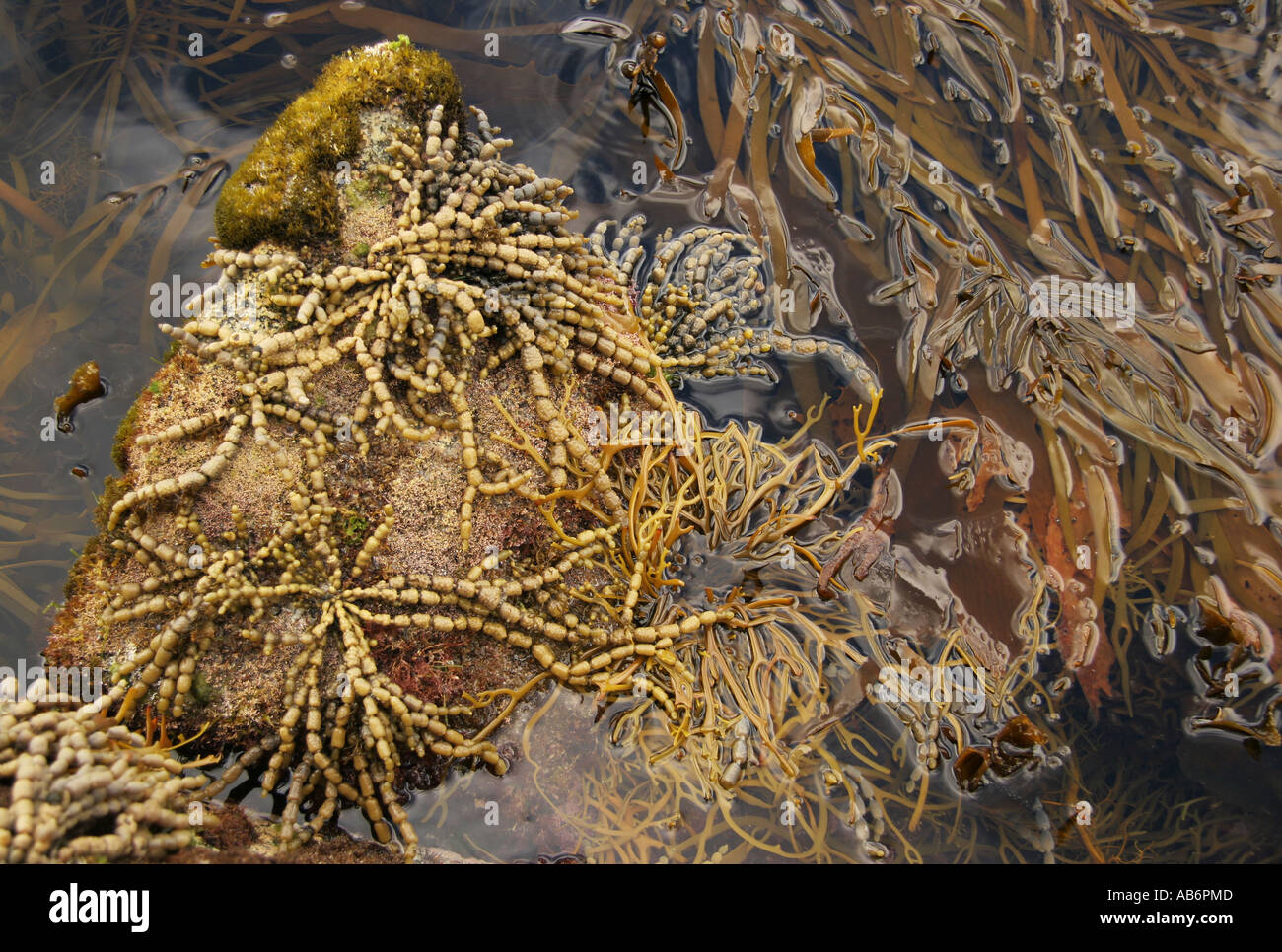 Different types of seaweed in a rock pool by the side of Wineglass Bay in Freyciet National Park ...