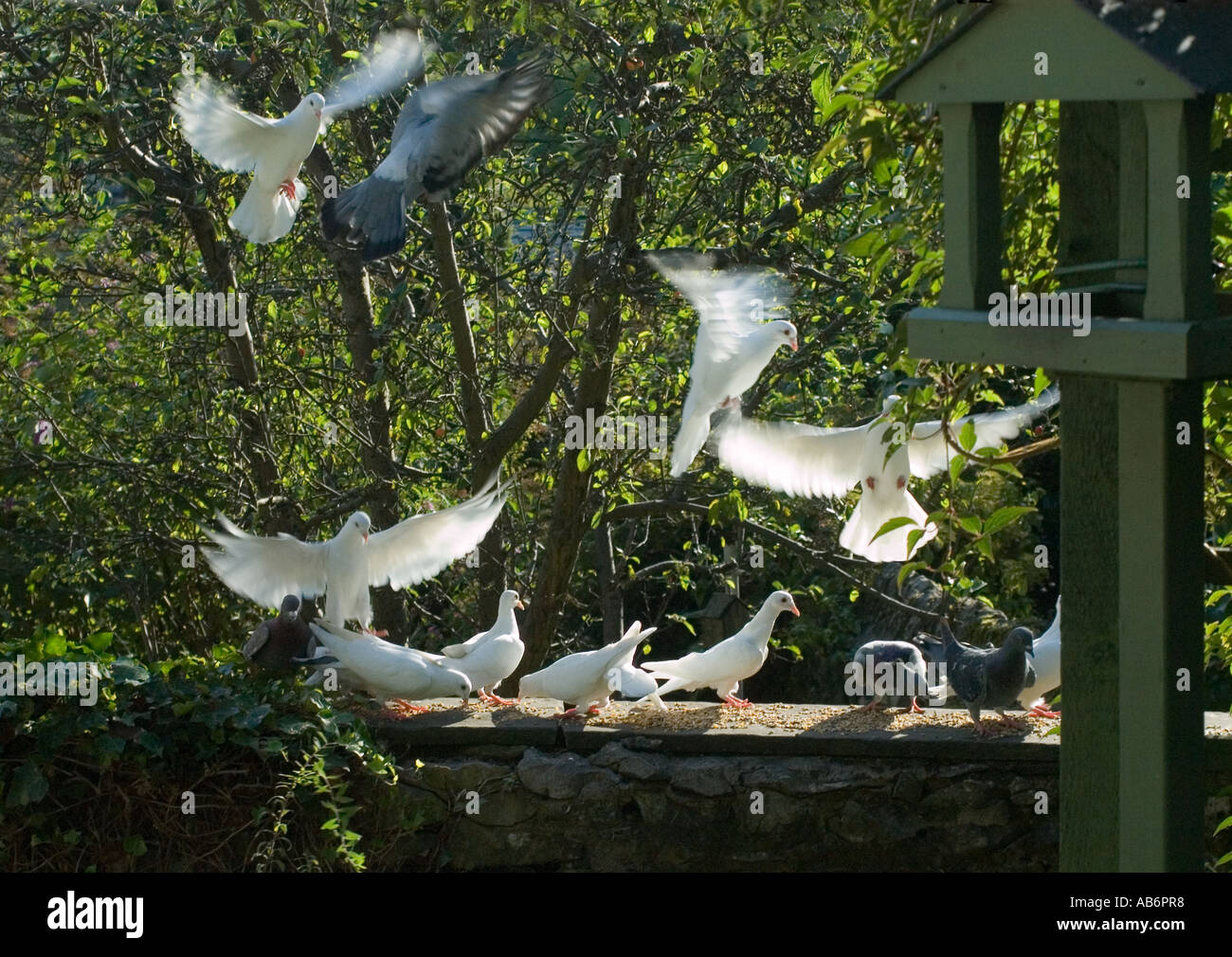 White Doves and Pigeons feeding in a garden. Kendal, Cumbria, England ...
