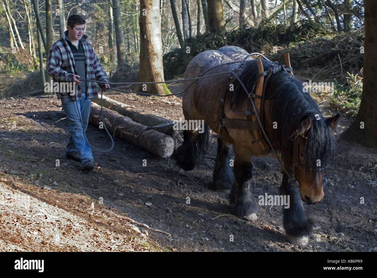 Draught animal hi-res stock photography and images - Alamy