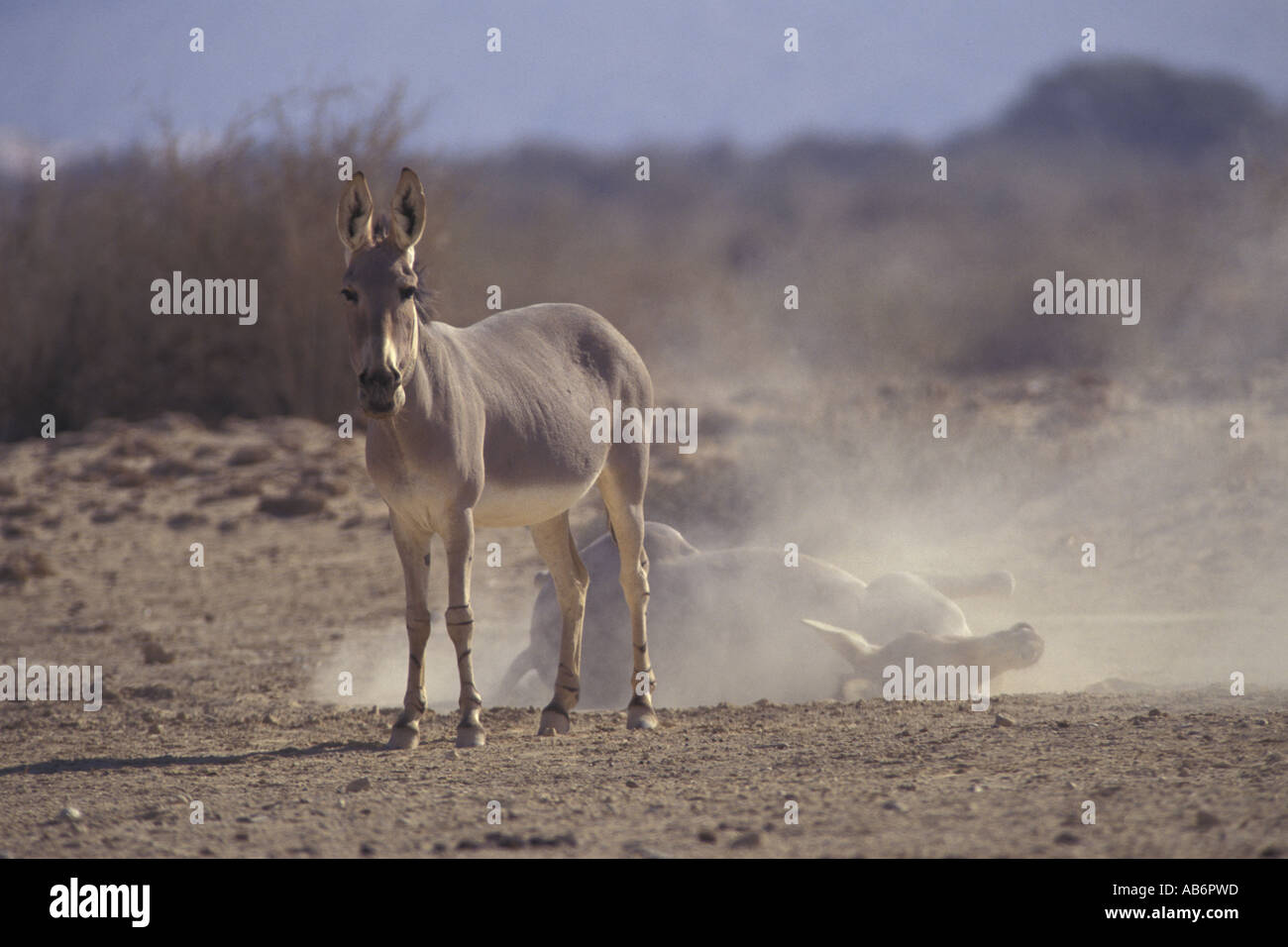 Africa Somalia Somali Wild Ass Stock Photo - Alamy
