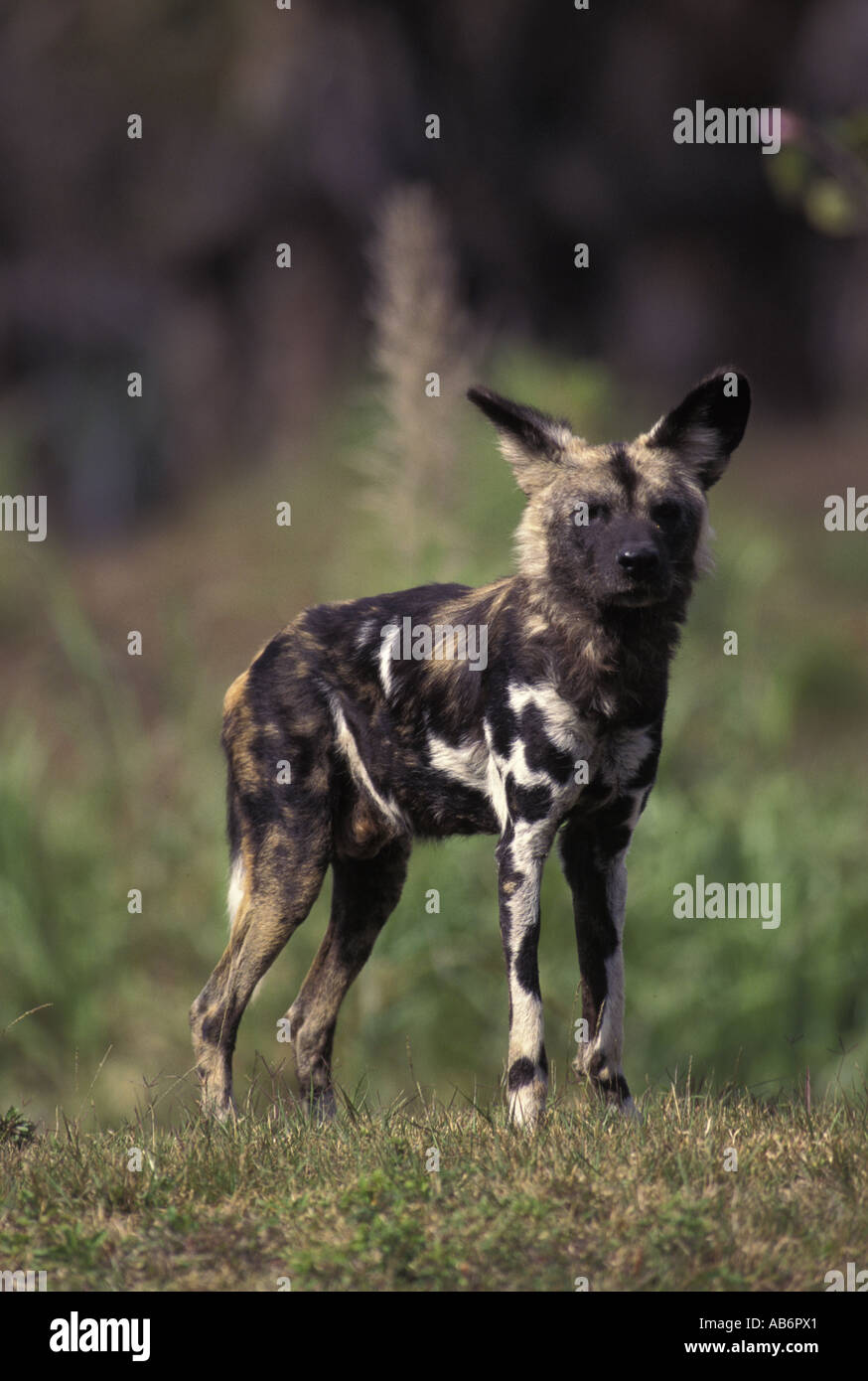 Africa Cape Hunting Dog Stock Photo - Alamy