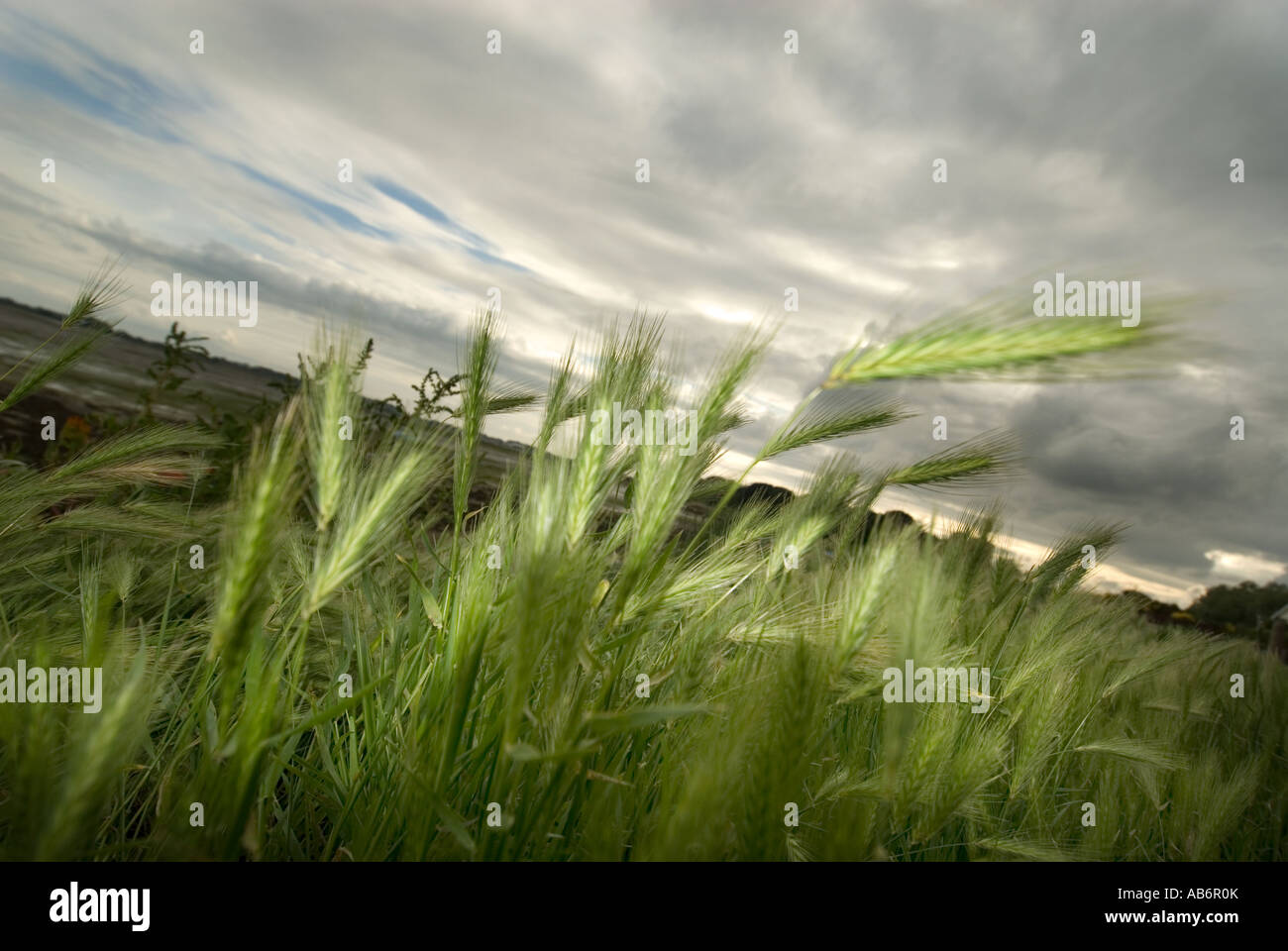 grass wild grasses blowing in the wind Stock Photo - Alamy