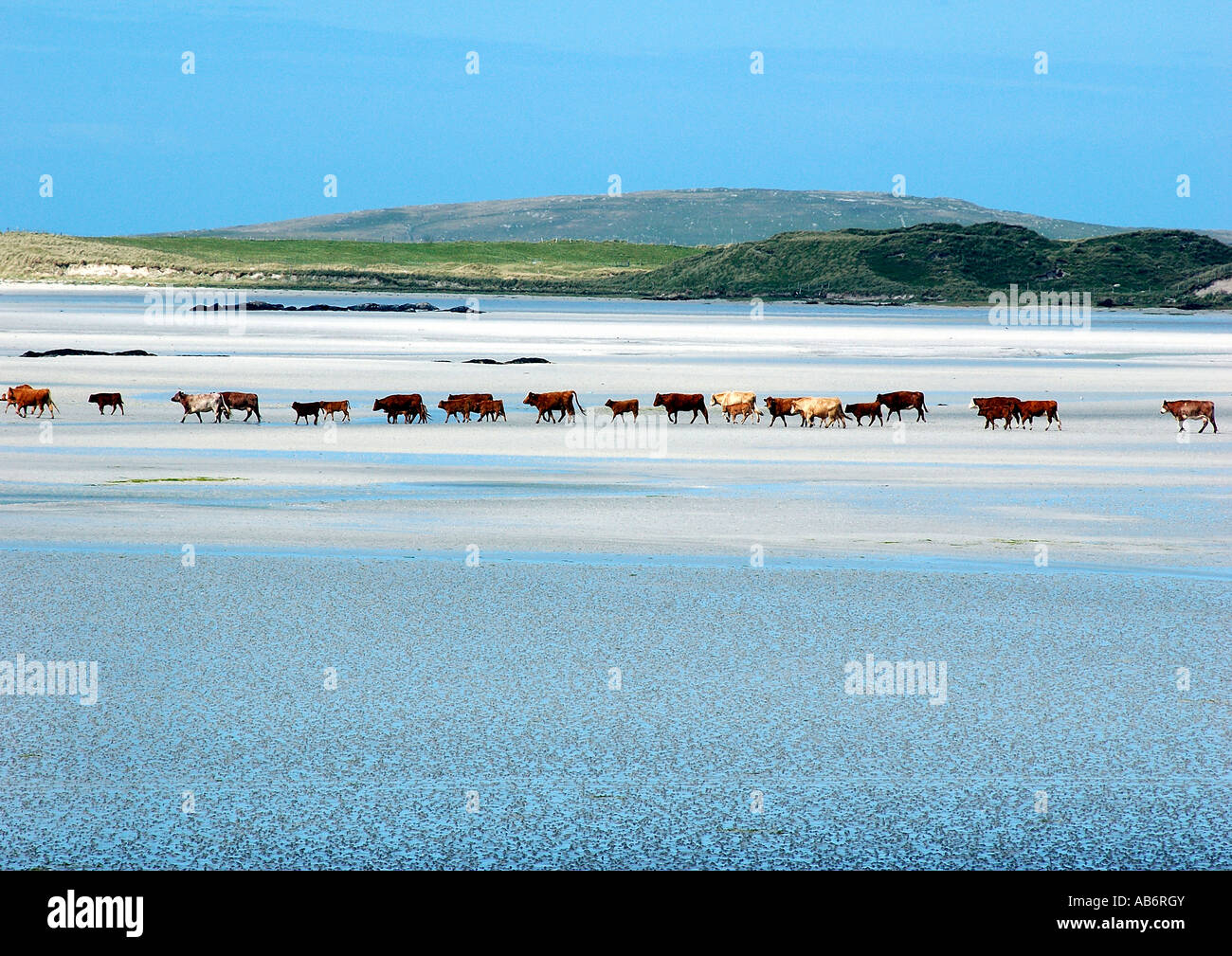 Cows beach scotland hi-res stock photography and images - Alamy