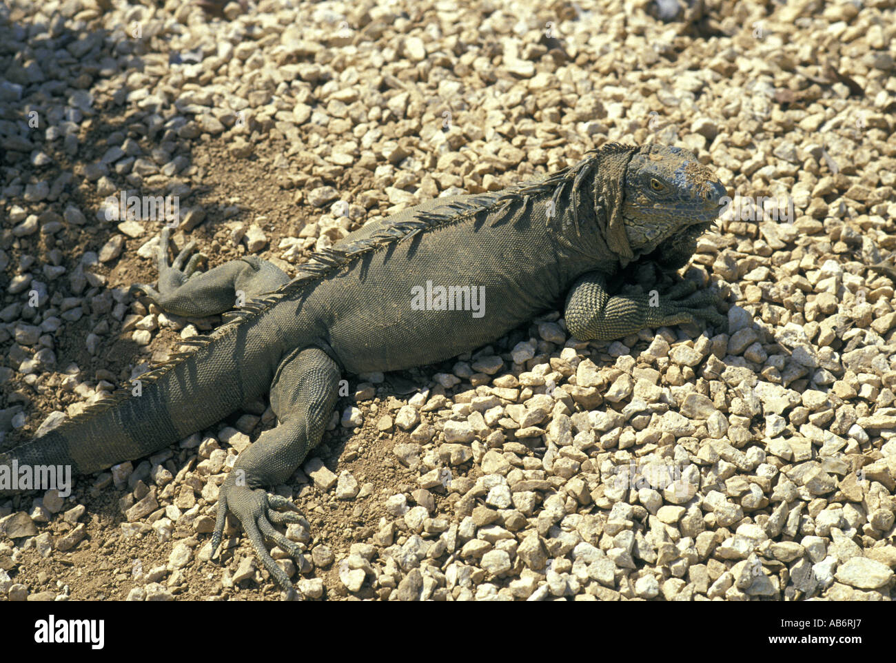 Iguana ground cayman hi-res stock photography and images - Alamy