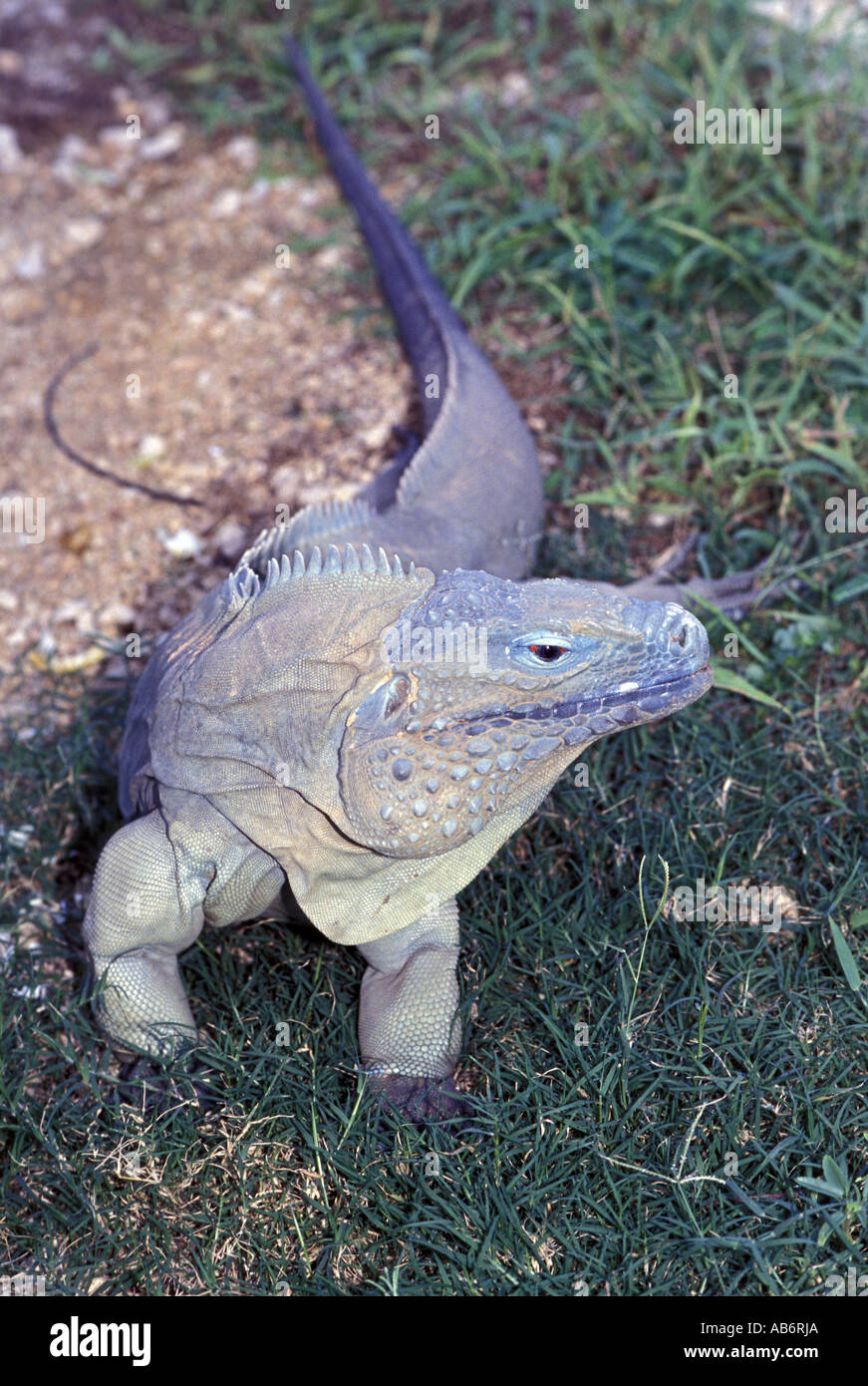 Iguana ground cayman hi-res stock photography and images - Alamy