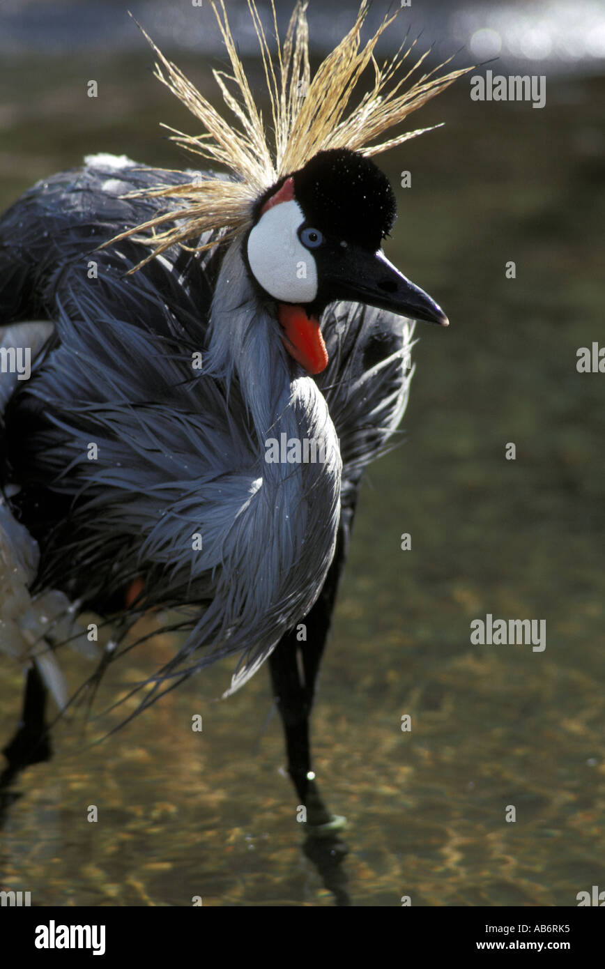 Crane Crowned Crane Bird Stock Photo - Alamy